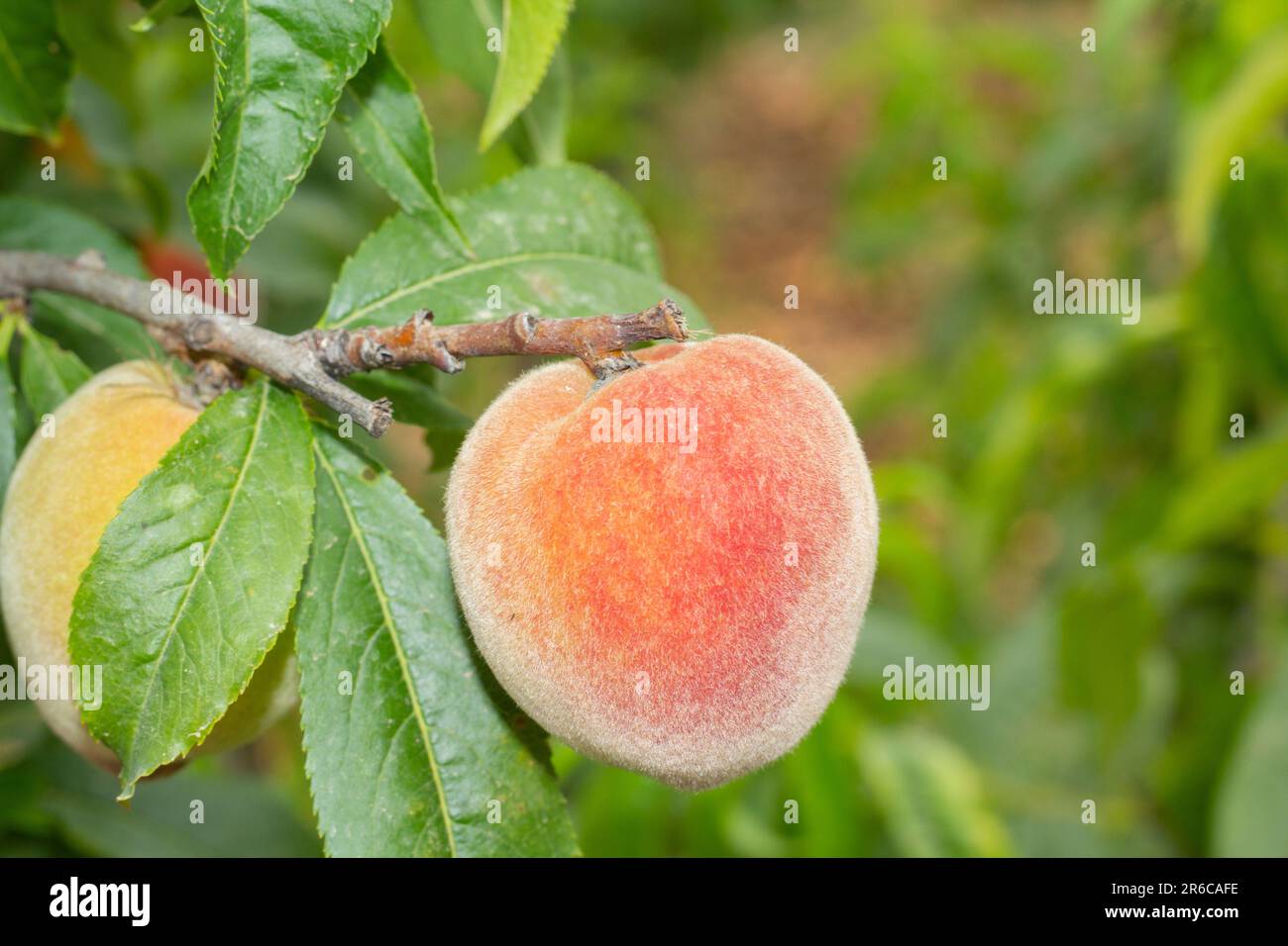 Sweet peach fruits growing on a peach tree branch in the orchard Stock ...