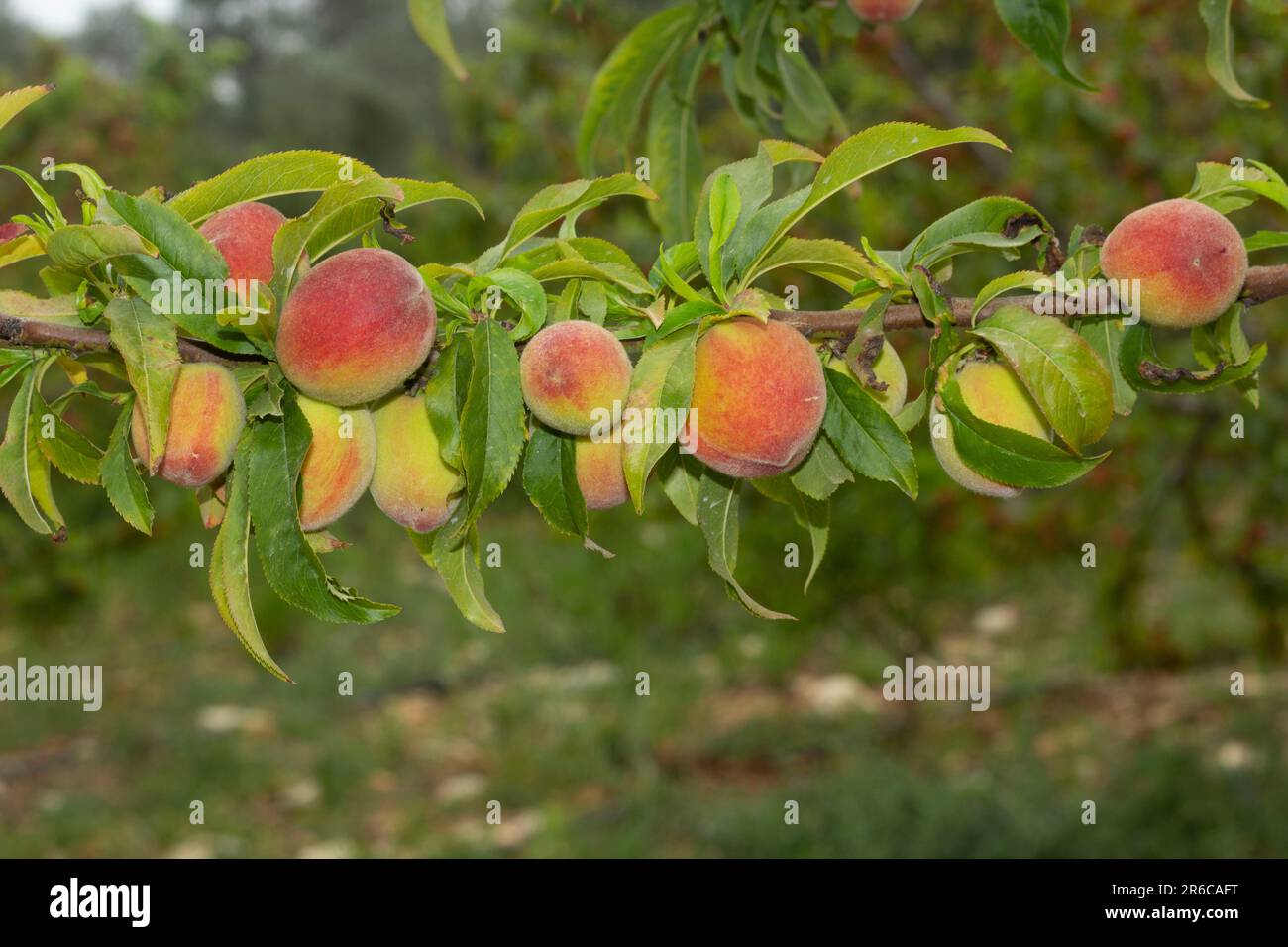 Sweet peach fruits growing on a peach tree branch in the orchard Stock ...
