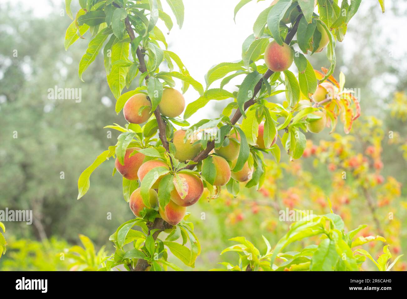Sweet peach fruits growing on a peach tree branch in the orchard Stock ...