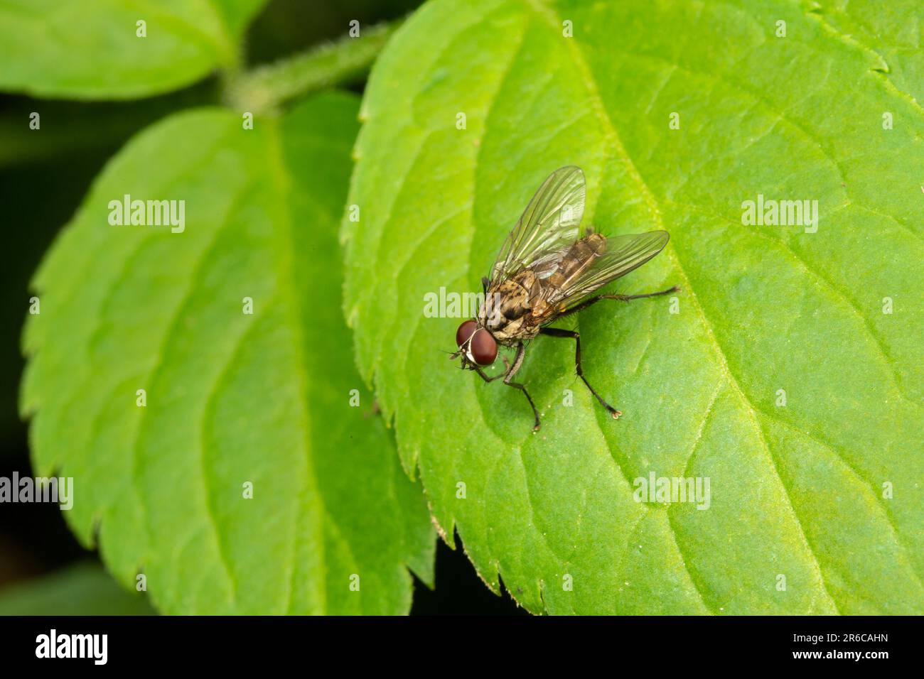 Anthomyiidae species hi-res stock photography and images - Alamy