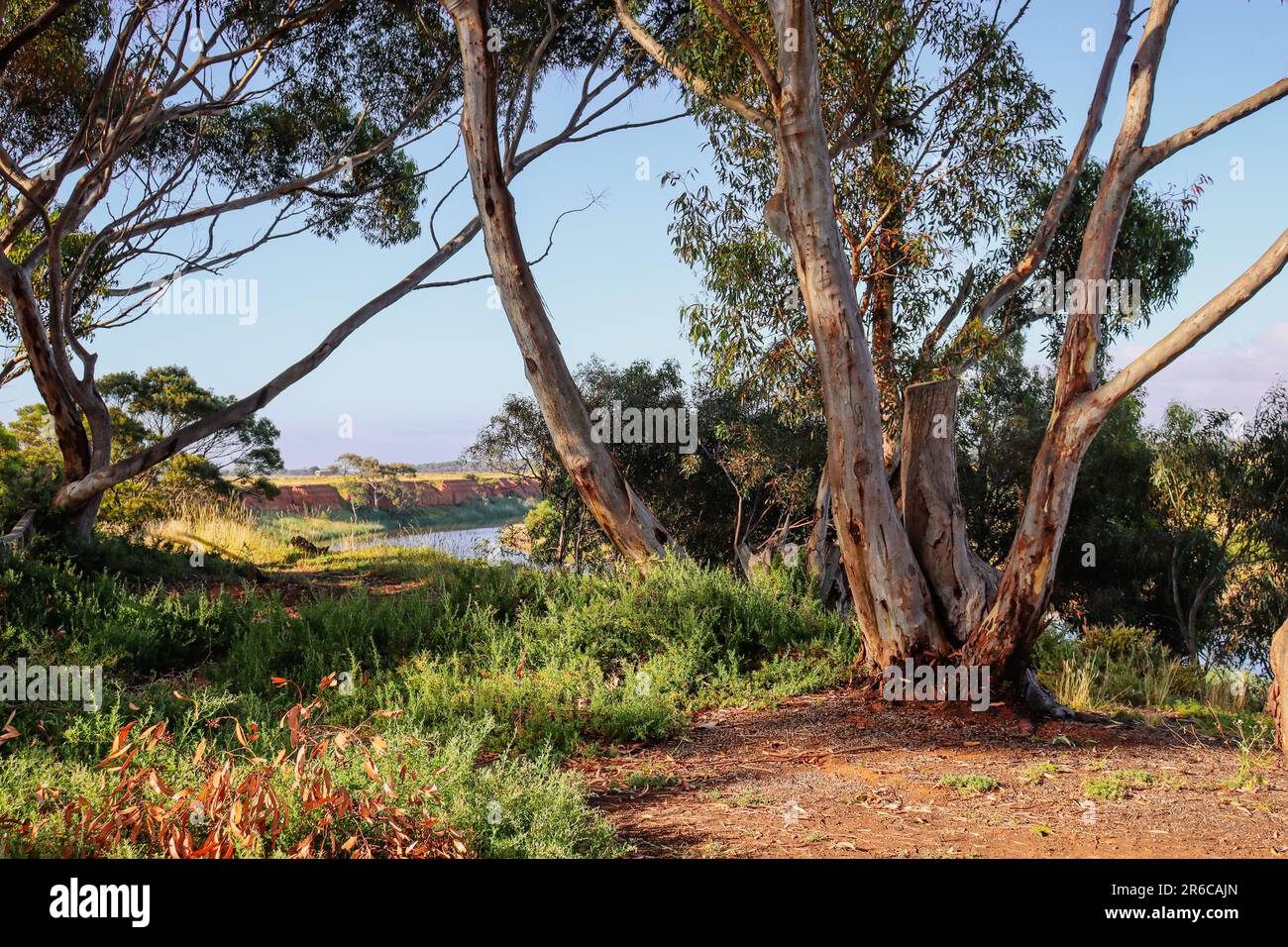 A beautiful scenic shot of the Werribee river, featuring a cluster of ...