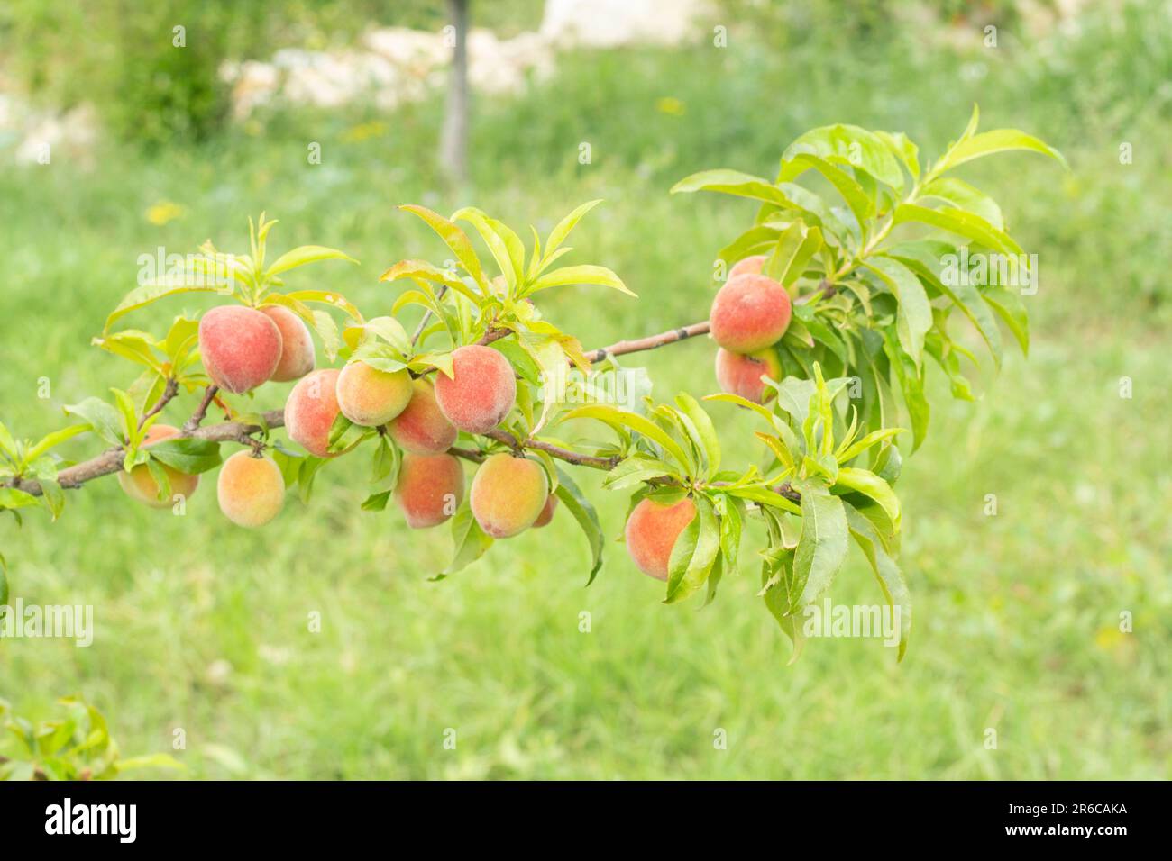 Sweet peach fruits growing on a peach tree branch in the orchard Stock ...