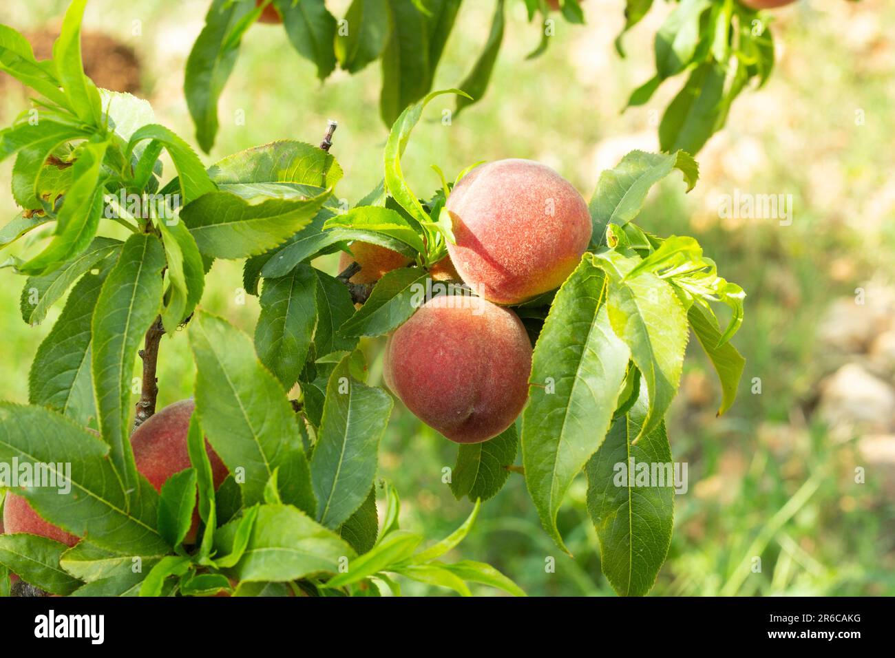 Sweet peach fruits growing on a peach tree branch in the orchard Stock ...