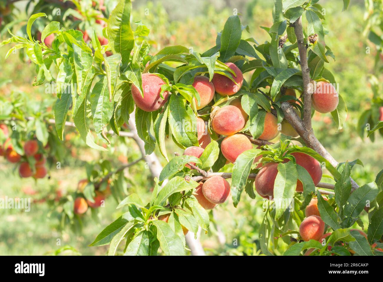 Sweet peach fruits growing on a peach tree branch in the orchard Stock ...