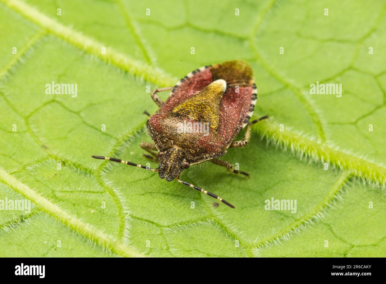 Shieldbug hi-res stock photography and images - Alamy