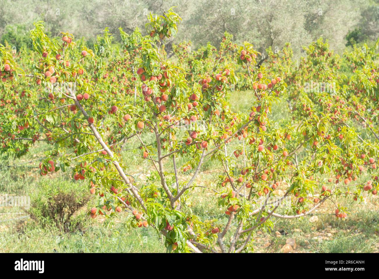 Sweet peach fruits growing on a peach tree branch in the orchard Stock ...