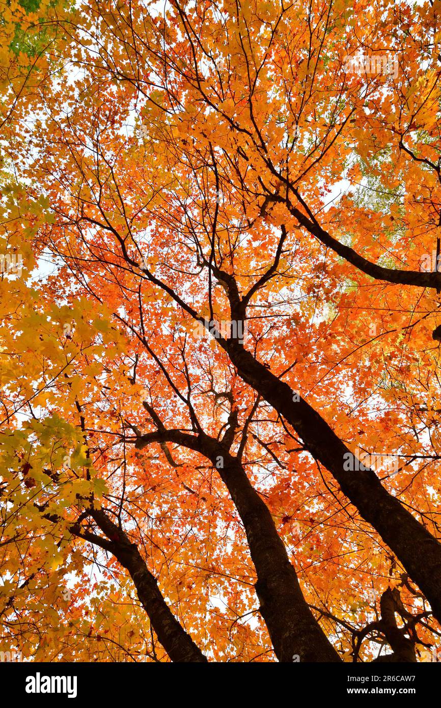 Tops of autumn trees, taken from bottom up Stock Photo - Alamy