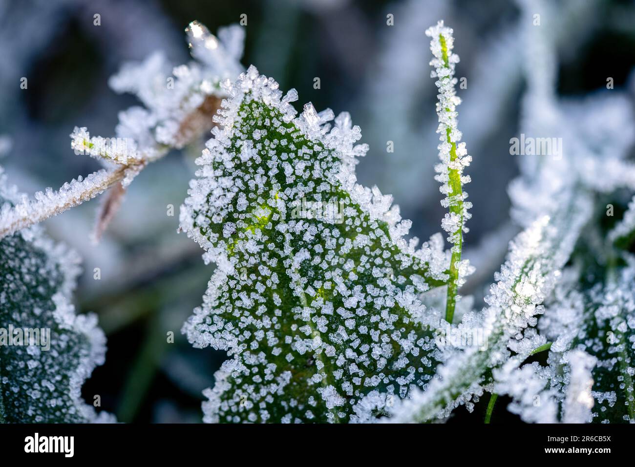 A close up of a small frost-covered shrub with green stems and leaves ...