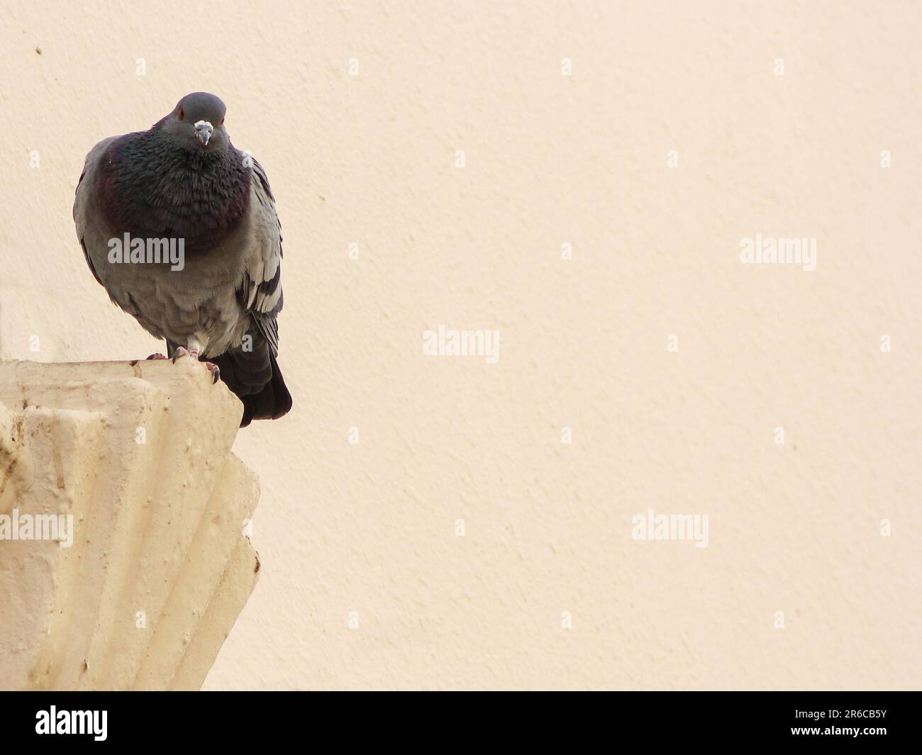 a nice pigeon on a building corner Stock Photo - Alamy