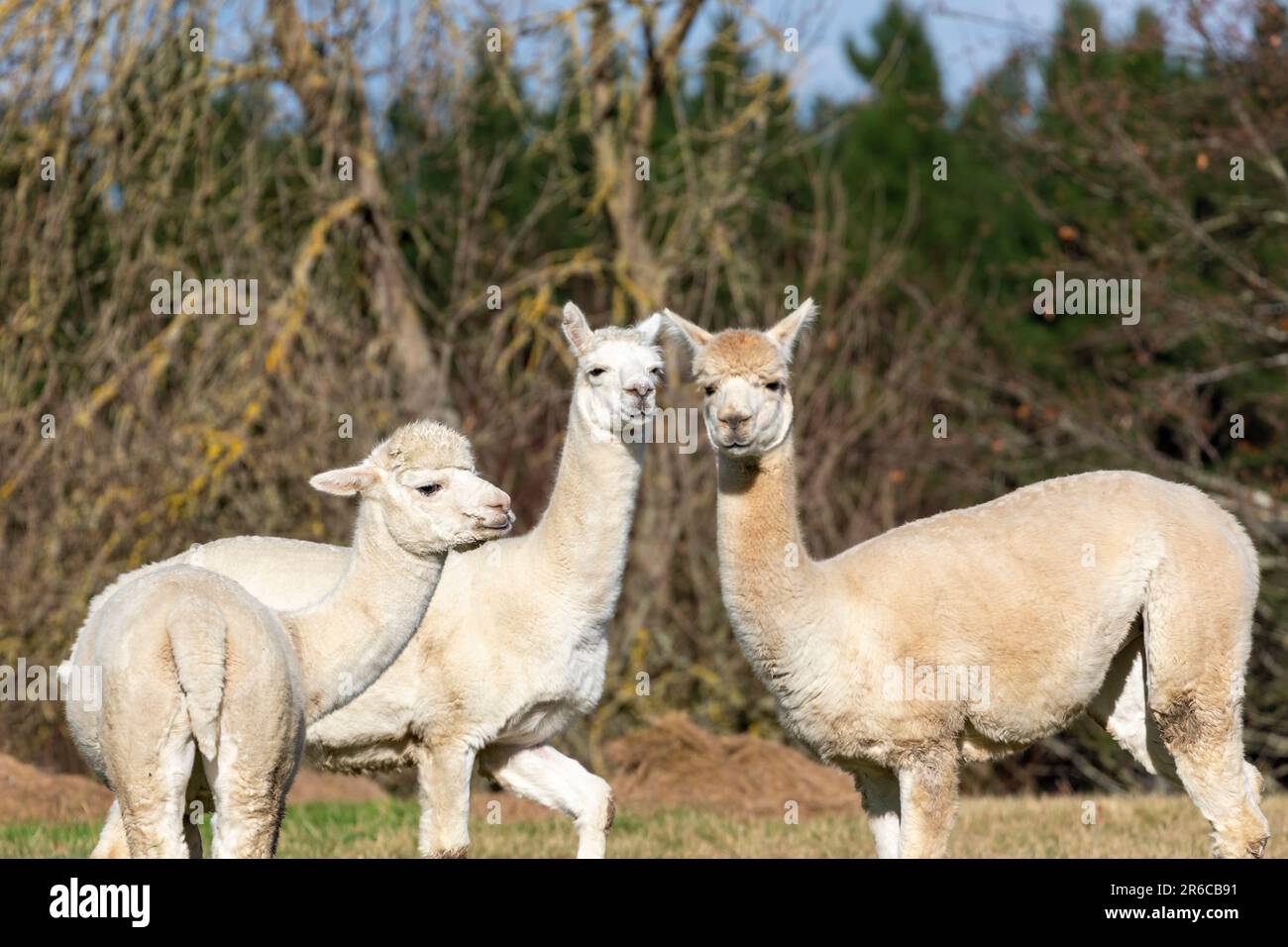 Photograph of a small group of adult Alpacas standing in a field on the ...