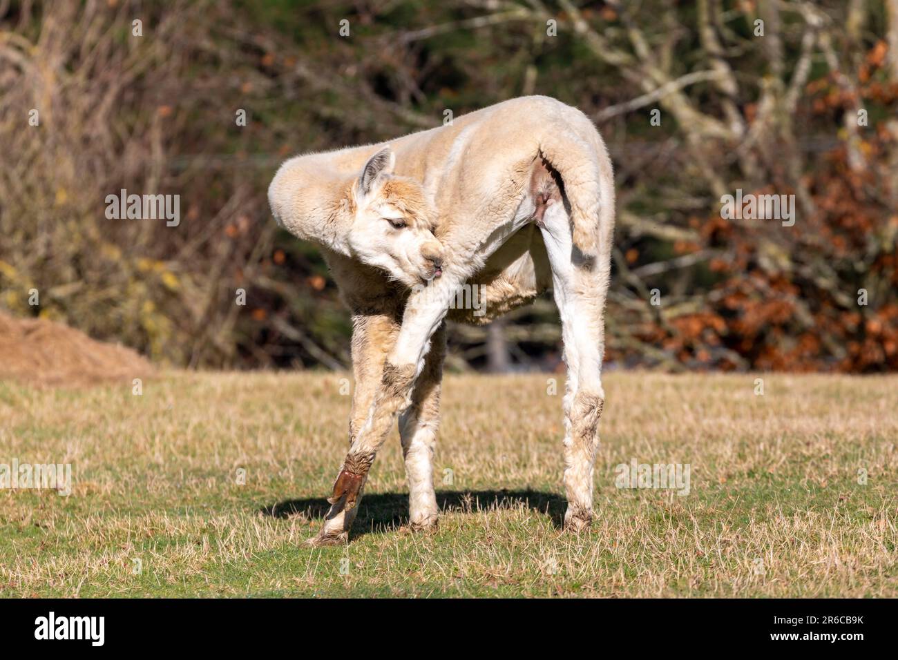 Photograph of an adult Alpaca standing in a field on the South Island ...