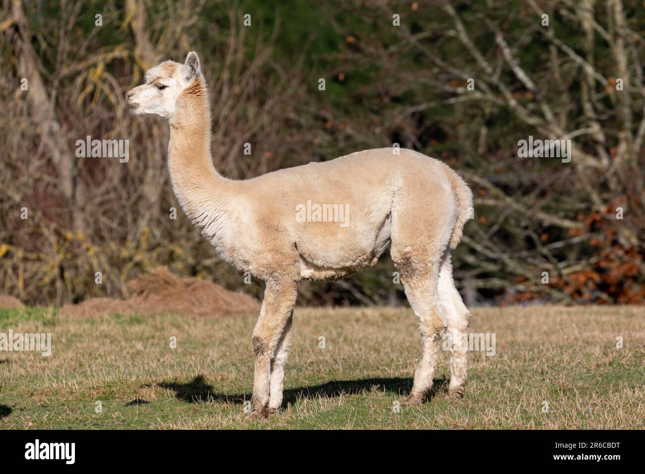 Photograph of an adult Alpaca standing in a field on the South Island ...