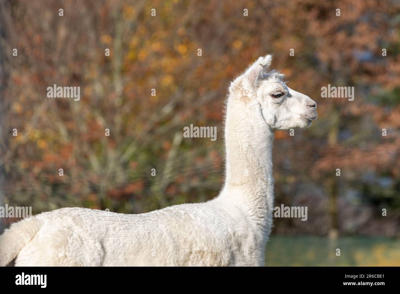 Photograph of an adult Alpaca standing in a field on the South Island ...