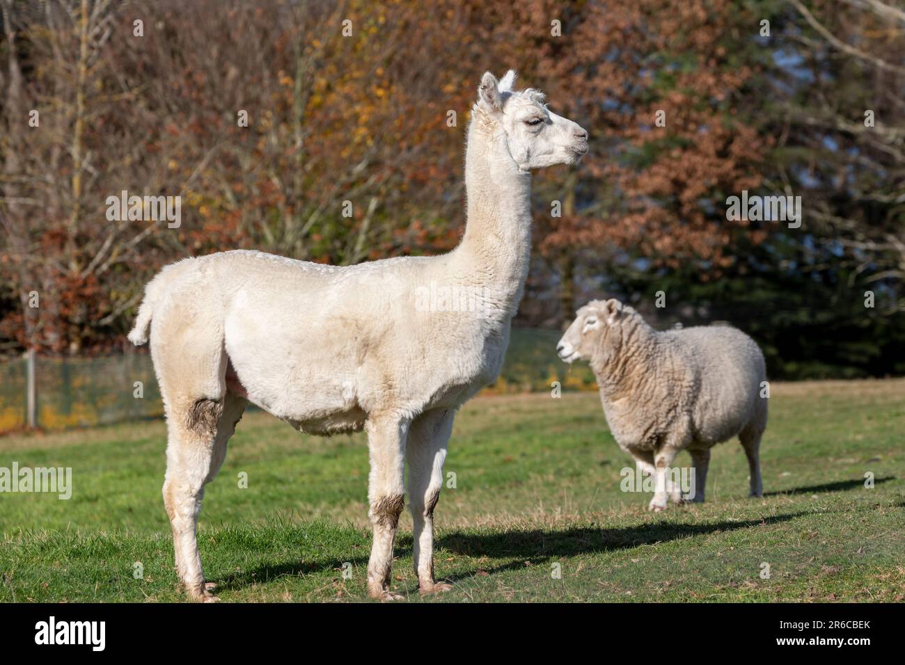 Photograph of an adult Alpaca standing in a field on the South Island ...