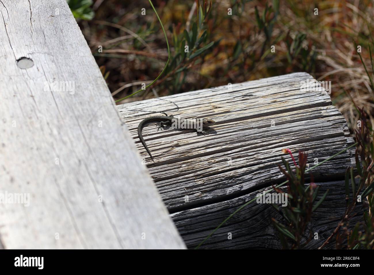 Common lizard taking sunbath on the top of the girder in swamp in ...