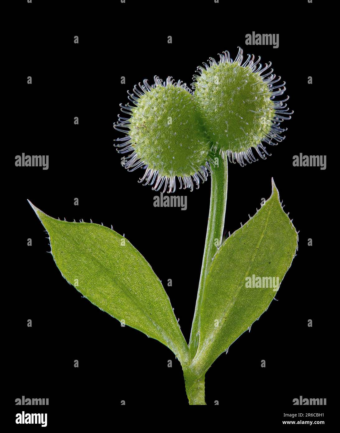 Galium Aparine Seeds