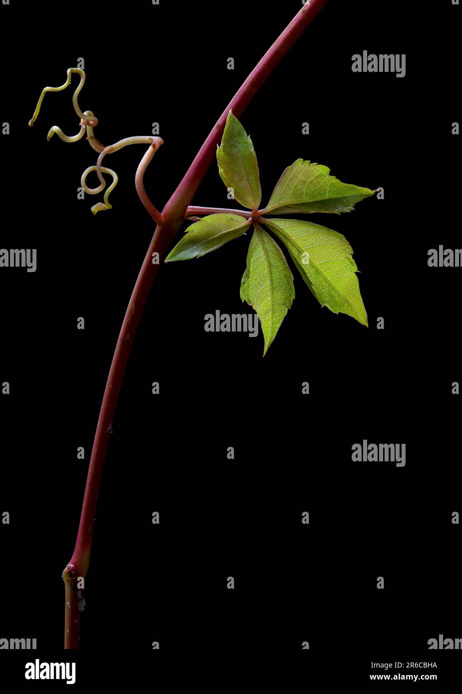 Young leaf and tendril on stem of a Virginia creeper vine ...