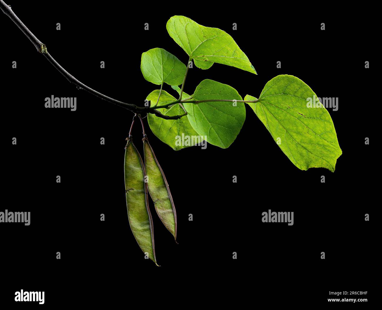 Branch of eastern redbud tree (Cercis canadensis) in late spring ...