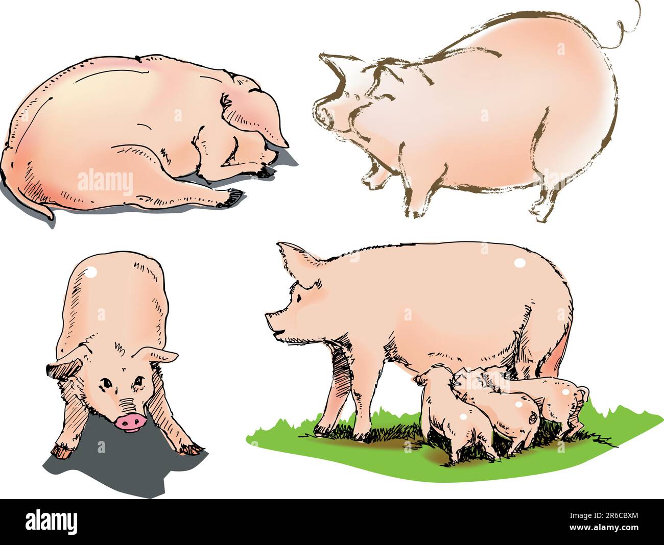 illustration, vector for a variety view of pig, farm animals Stock ...