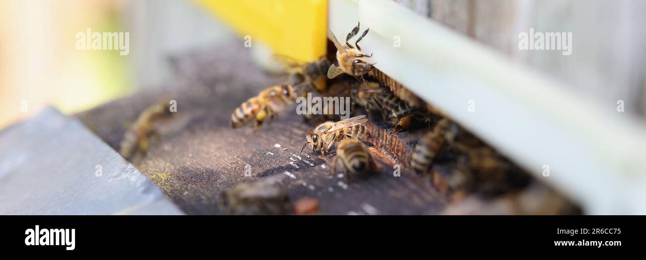 Honey bees swarm and fly around enters hive Stock Photo - Alamy