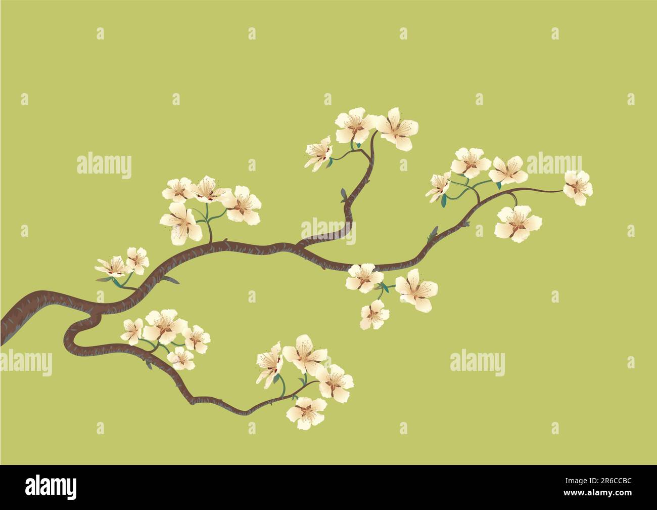 This is the vector illustration of a flowered sakura, japanese cherry ...