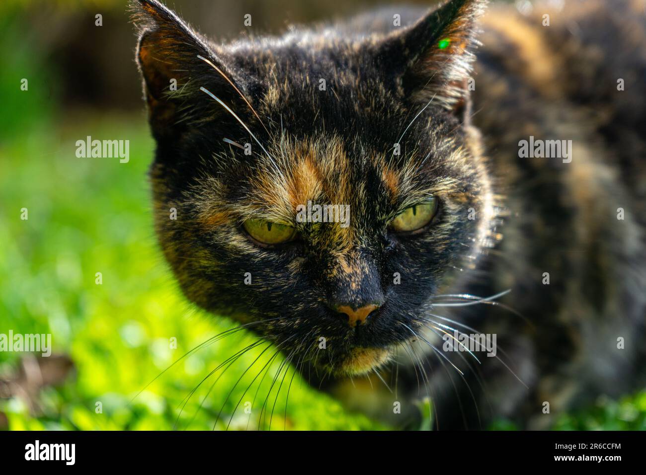 Piebald cat hi-res stock photography and images - Alamy