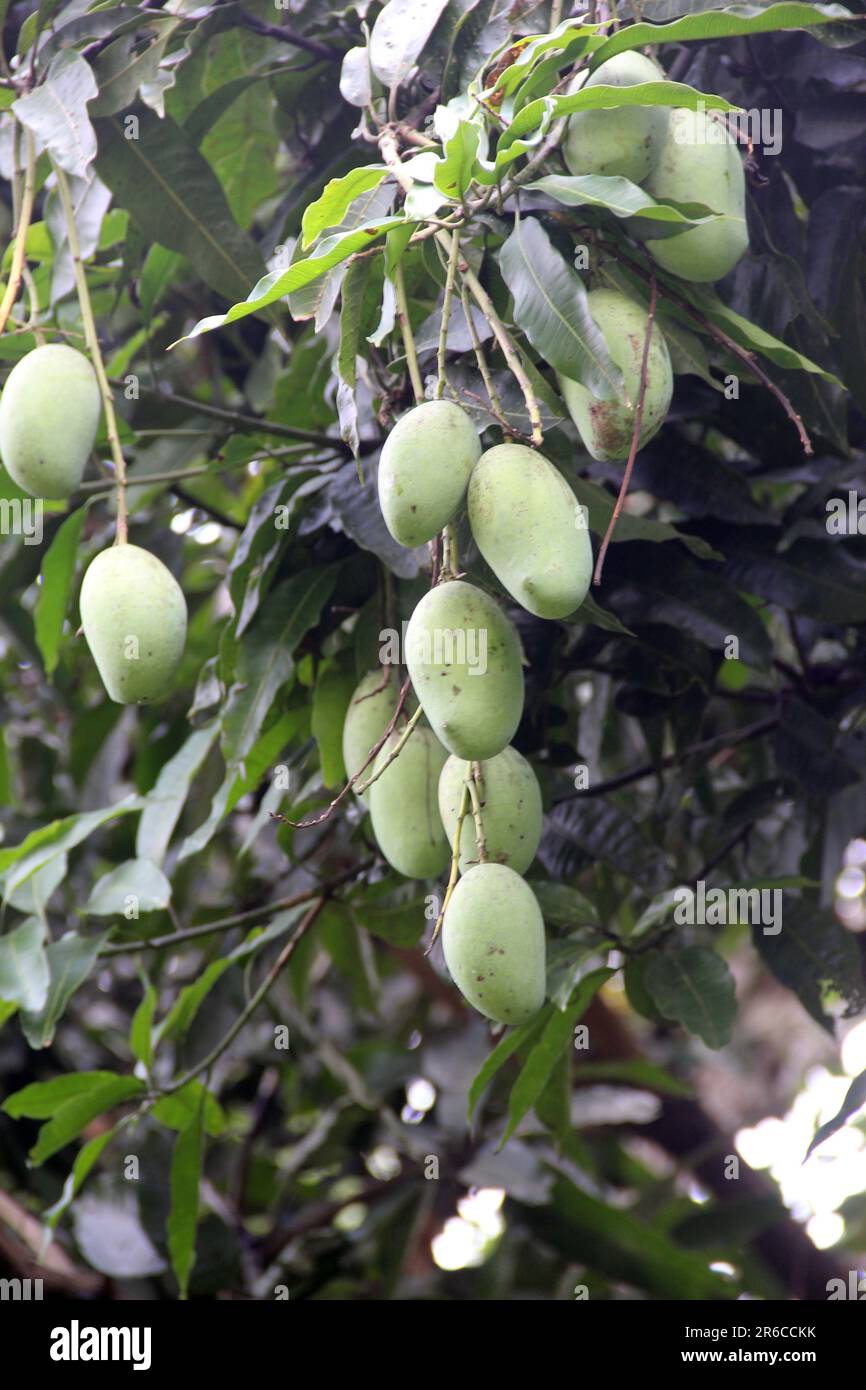 Kesar mango hi-res stock photography and images - Alamy