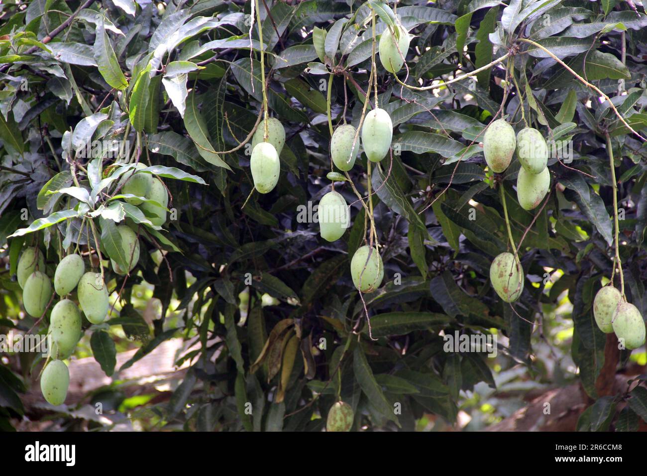 Unripe green mangoes growing up on its tree Stock Photo - Alamy