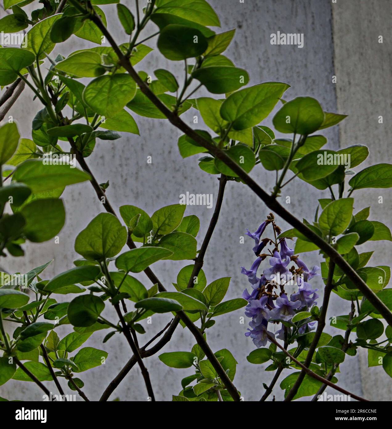 Purple flowers of the Jacaranda tree in Spring, Sofia, Bulgaria Stock ...