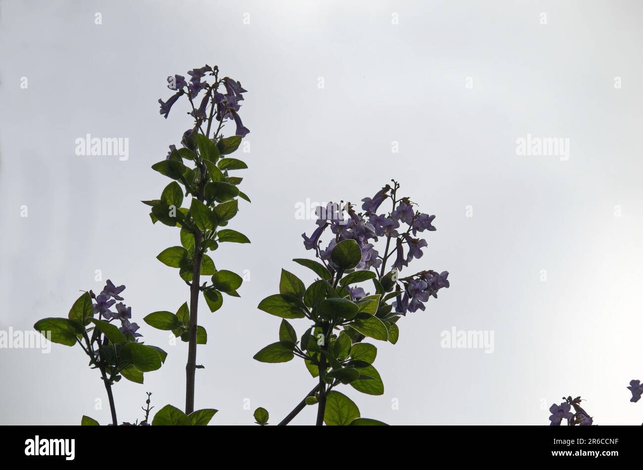 Purple flowers of the Jacaranda tree in Spring, Sofia, Bulgaria Stock ...