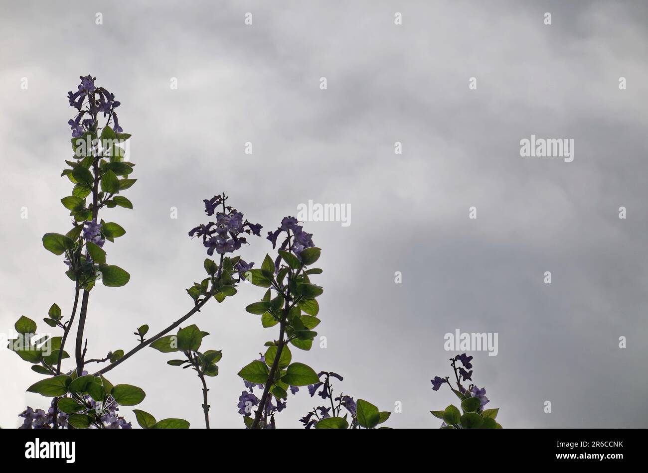 Purple flowers of the Jacaranda tree in Spring, Sofia, Bulgaria Stock ...