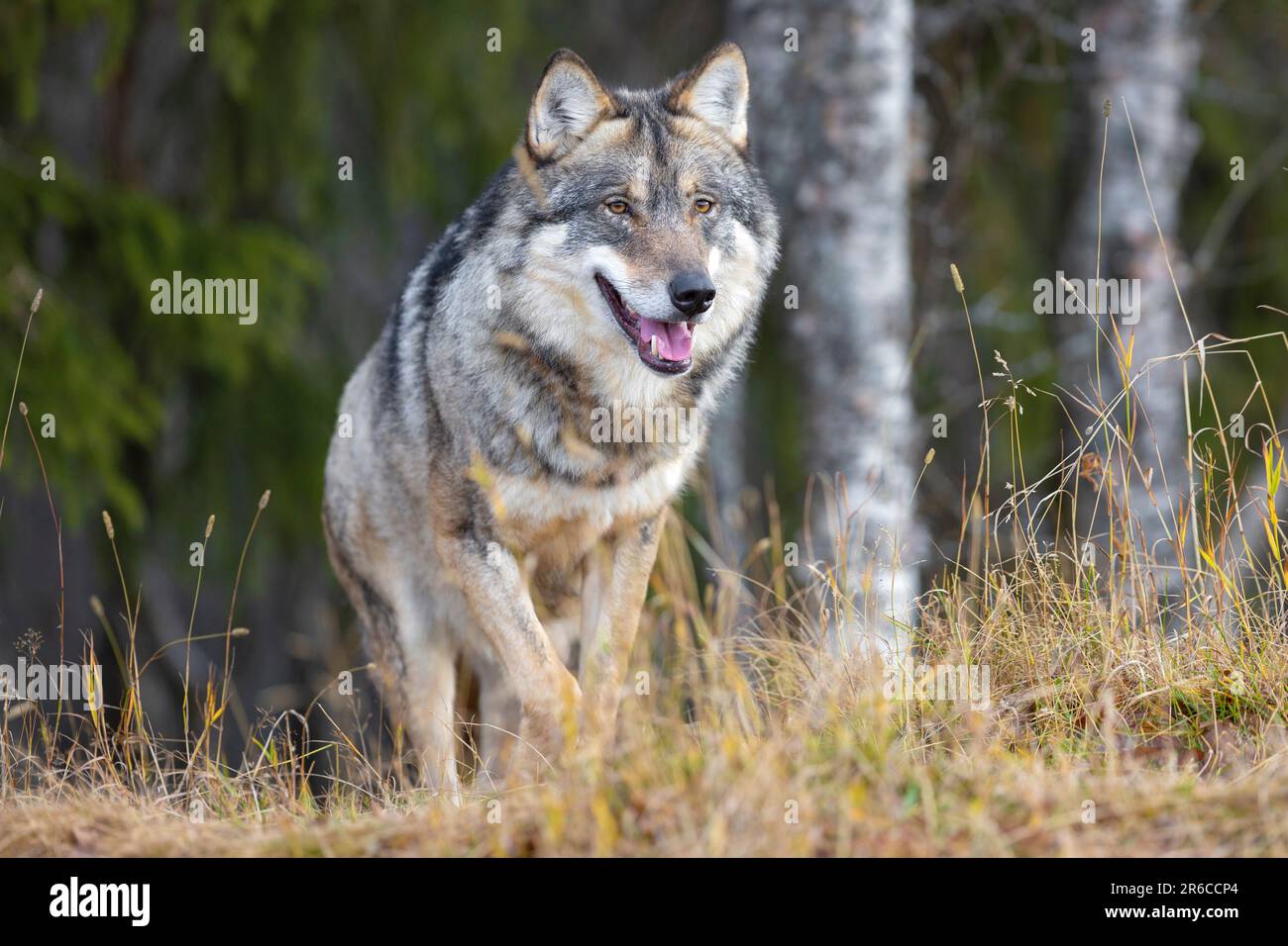 Timber wolf standing on hill hi-res stock photography and images - Alamy