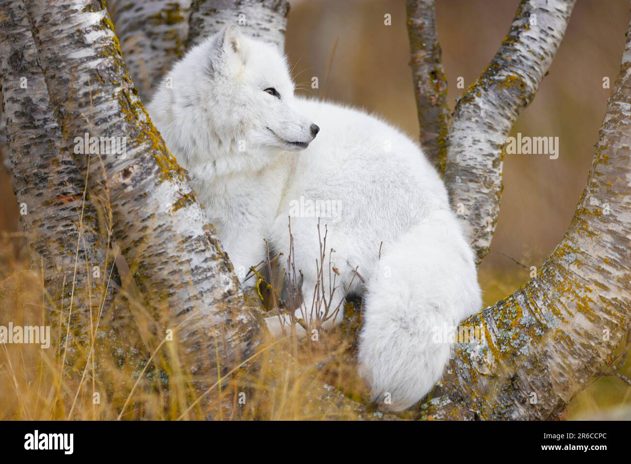 Arctic fox standing on a tree in the forest Stock Photo - Alamy