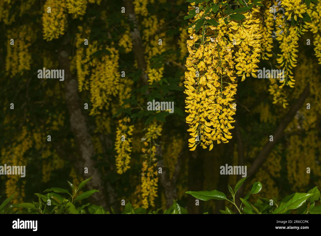 Golden rain flowers Stock Photo - Alamy
