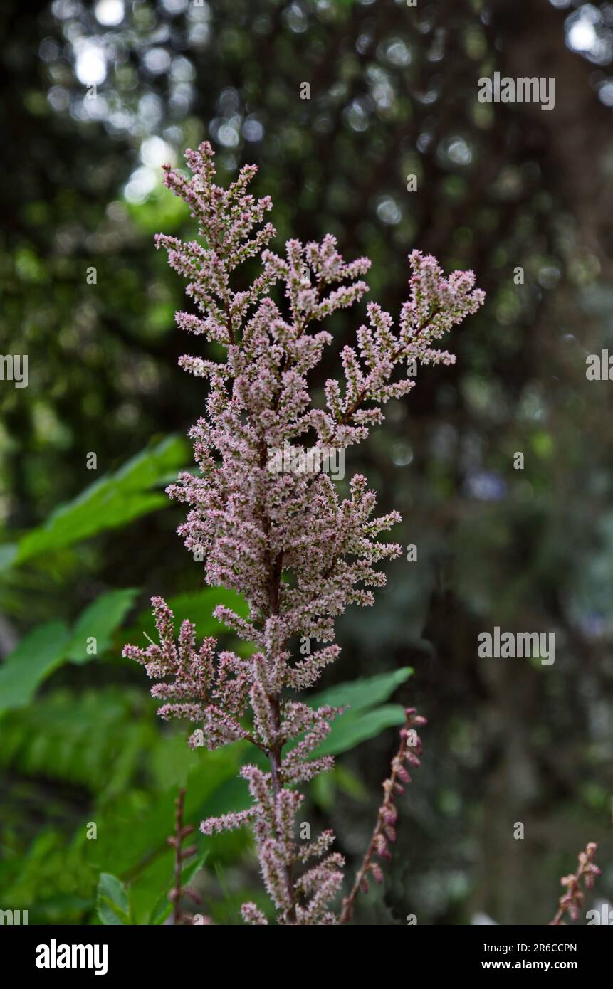 Details from Tamarix meyeri Boiss flowering shrub in the garden, Sofia ...