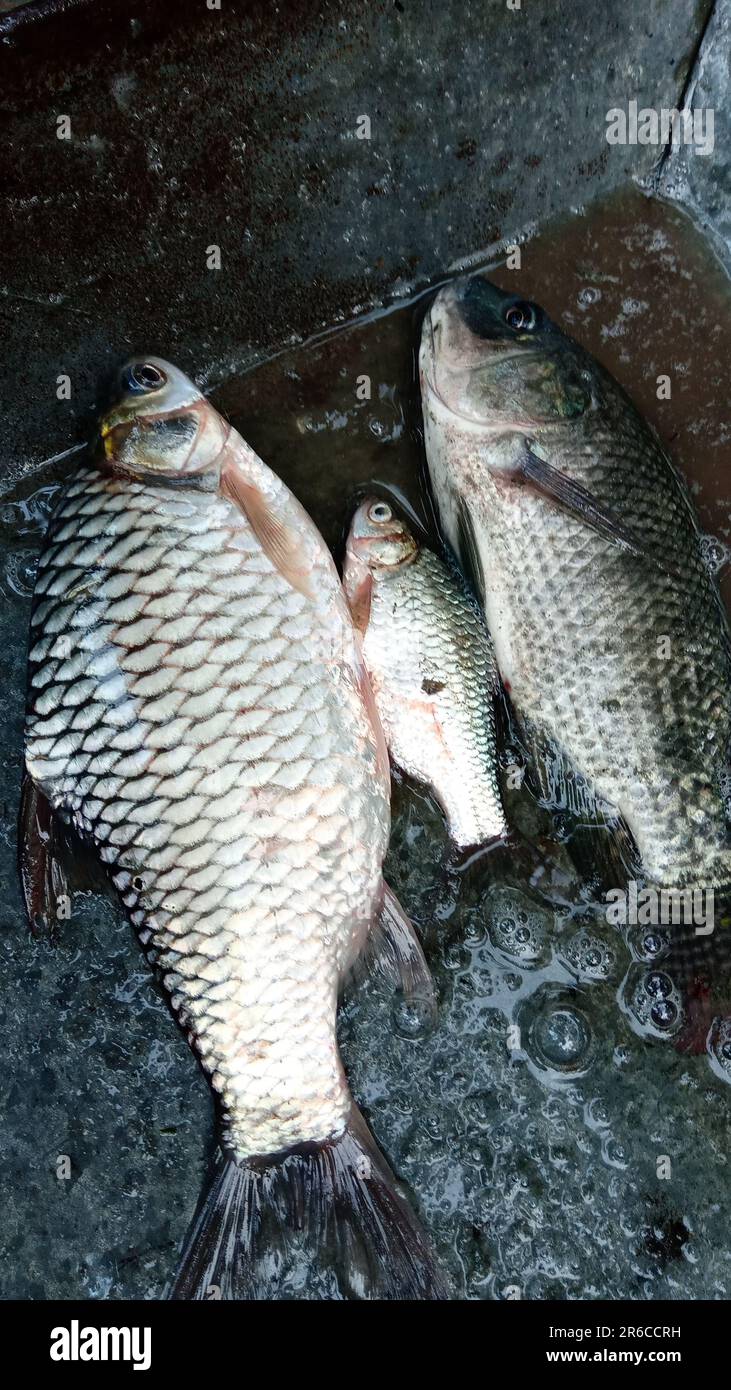 Beautiful putty fish in large size Stock Photo - Alamy