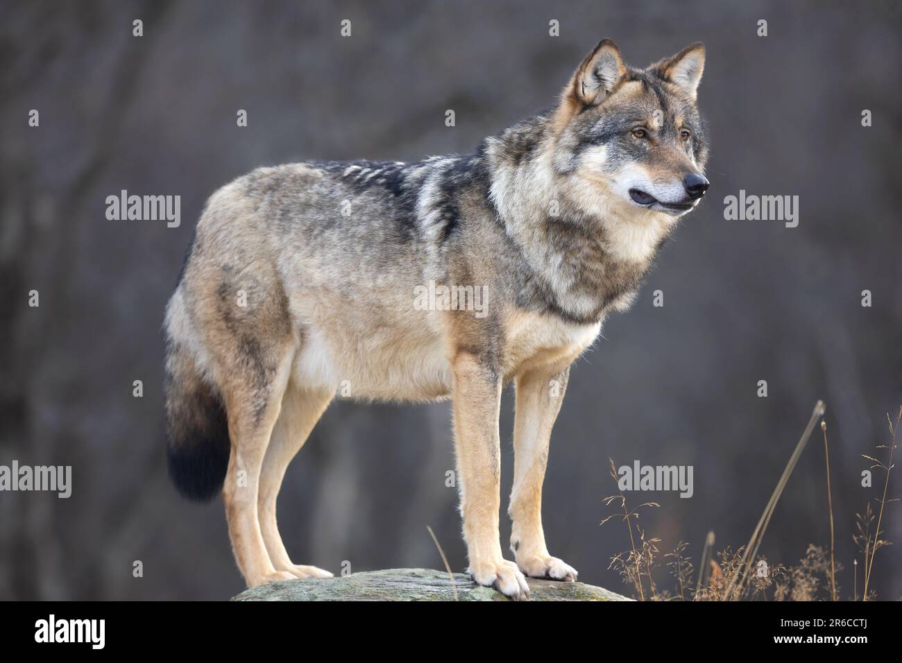 Large adult male grey wolf hi-res stock photography and images - Alamy