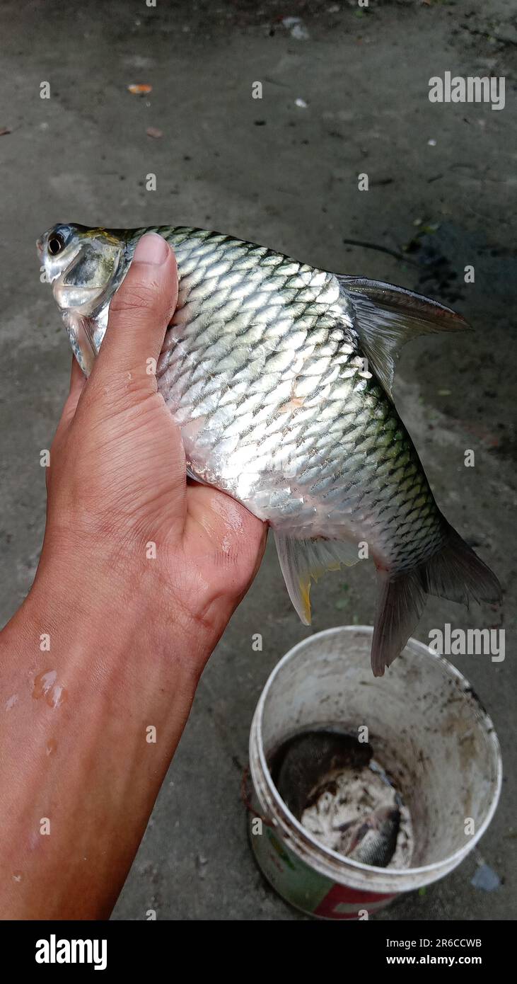 Beautiful putty fish in large size Stock Photo - Alamy