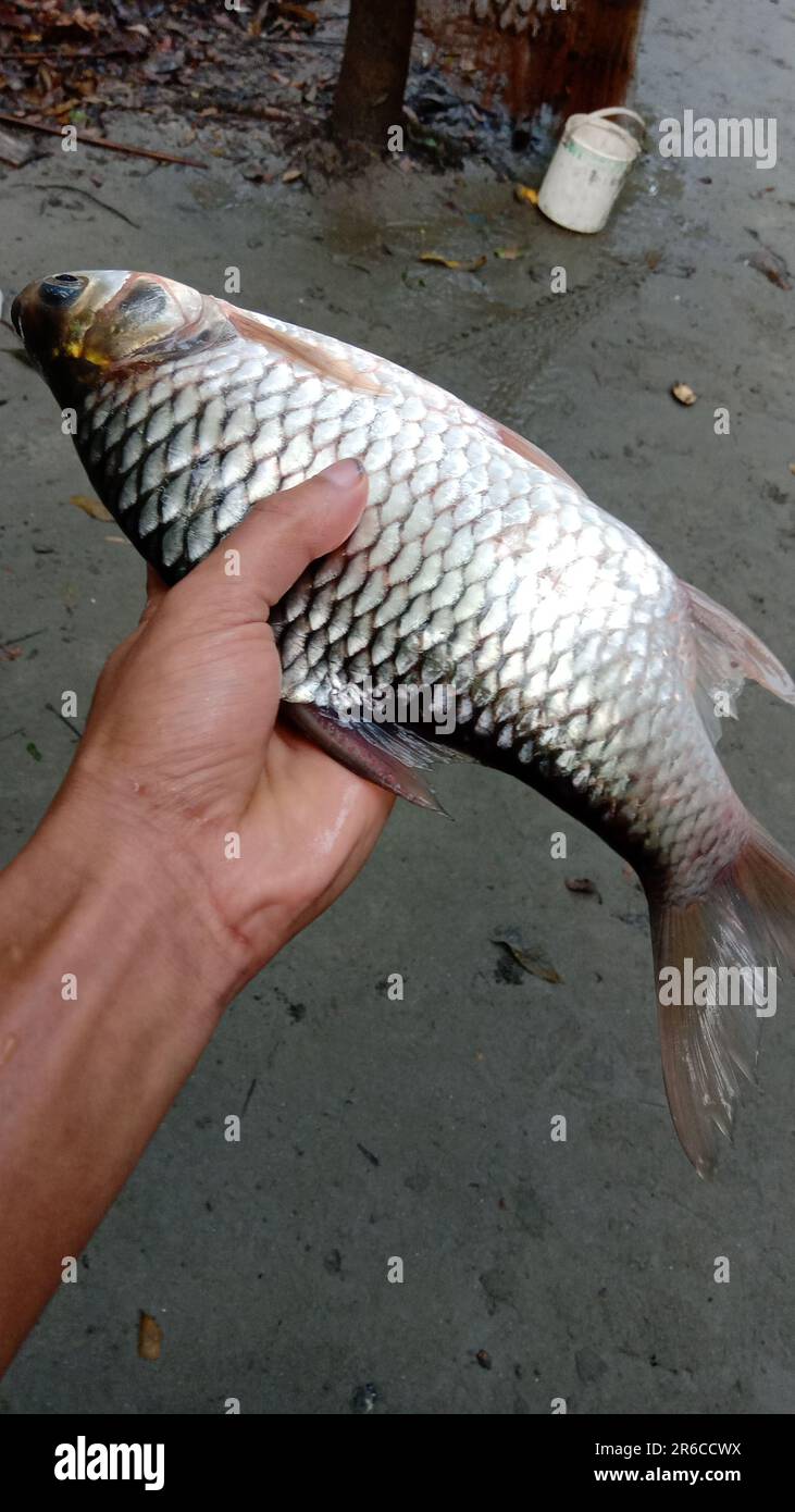 Beautiful putty fish in large size Stock Photo - Alamy