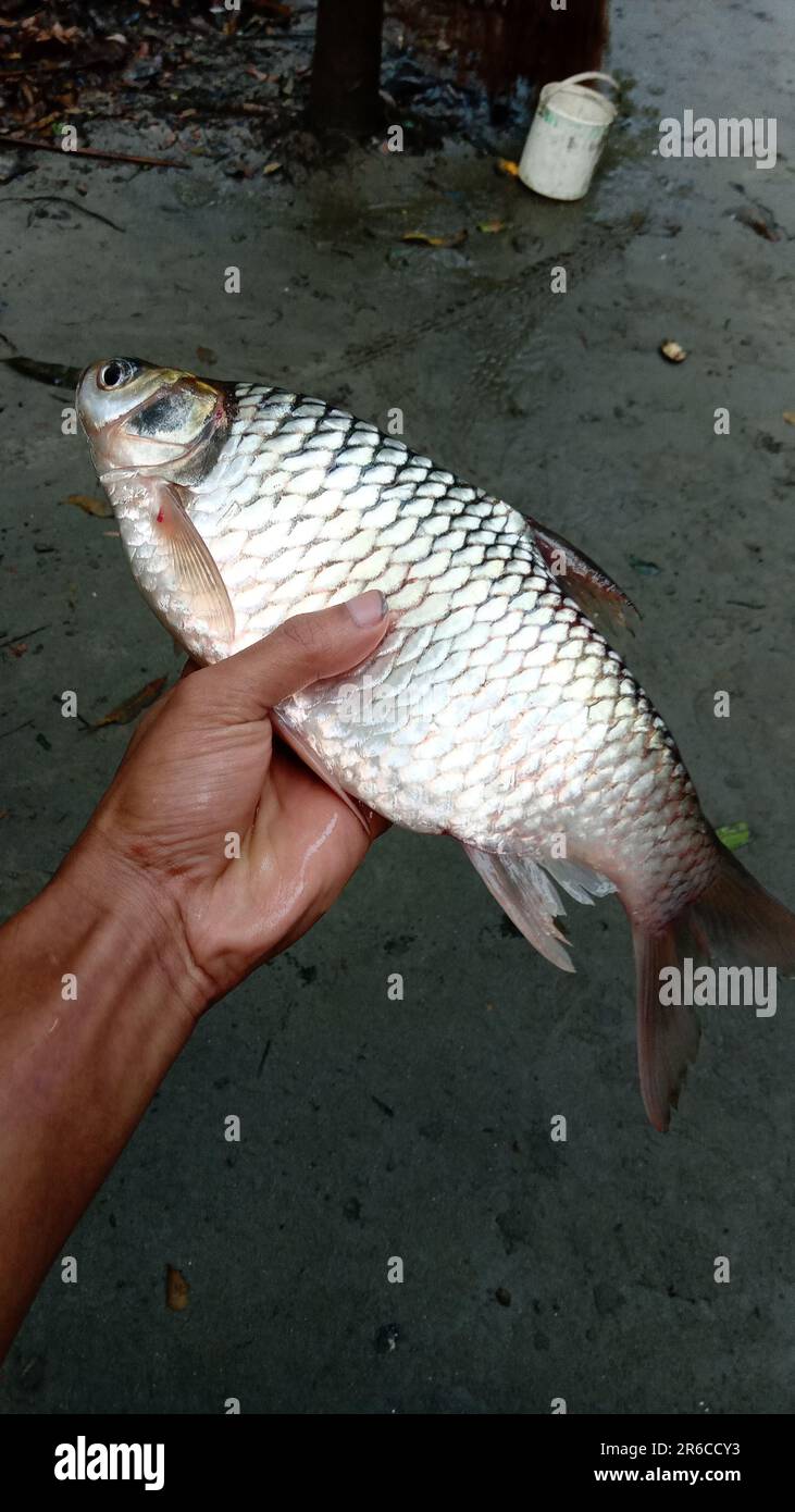 Beautiful putty fish in large size Stock Photo - Alamy