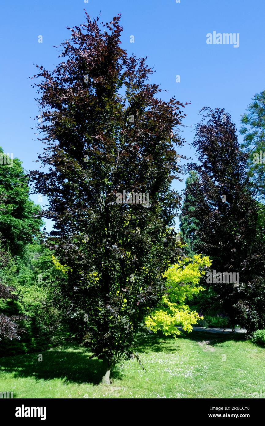 Fagus sylvatica "Rohan Obelisk", Columnar European Beech Stock Photo ...