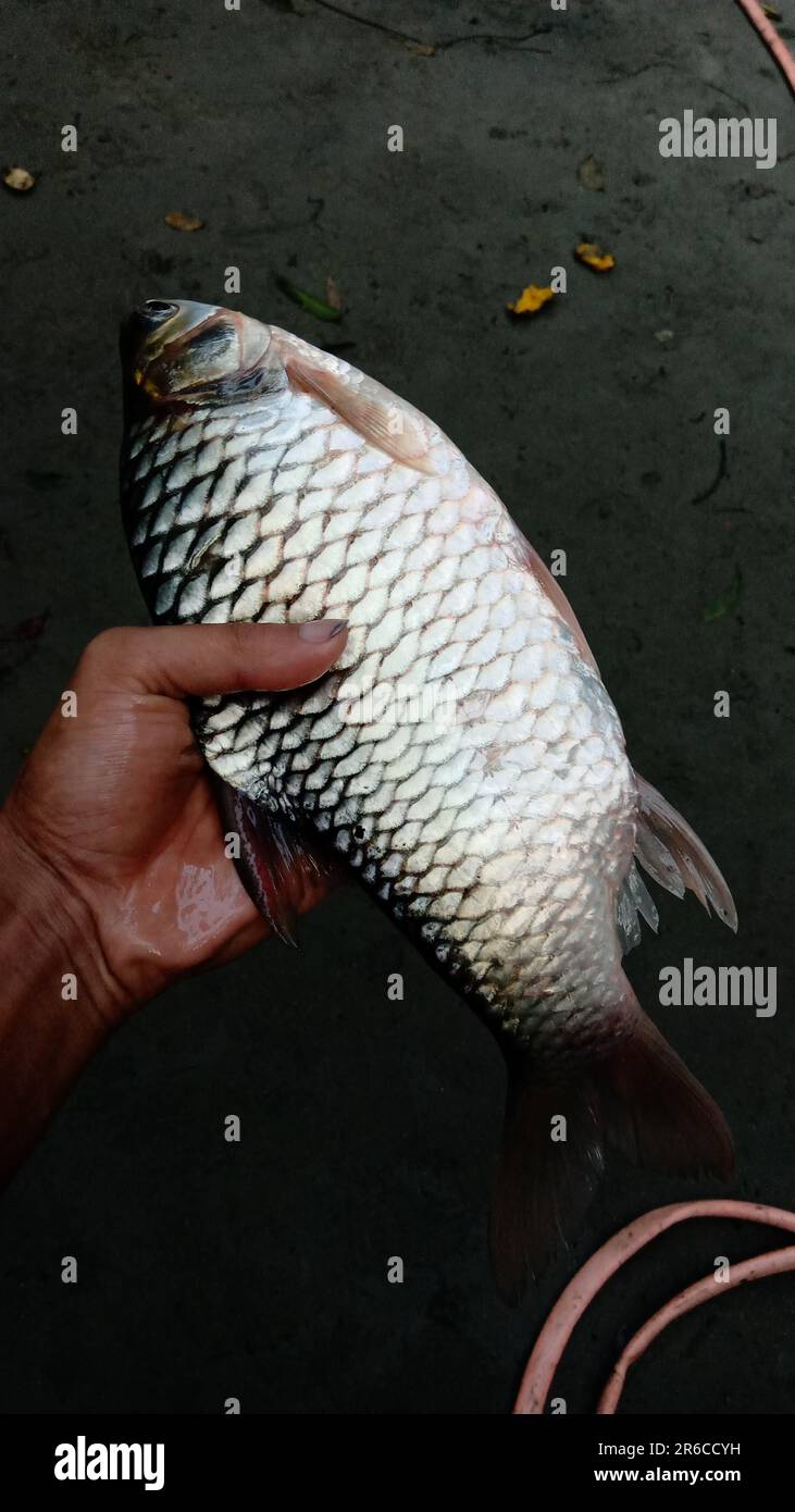 Beautiful putty fish in large size Stock Photo - Alamy