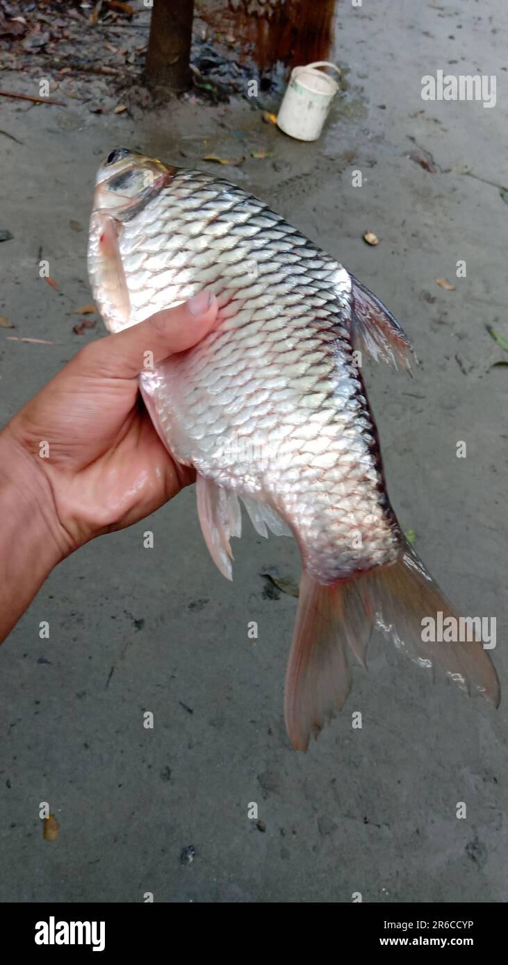 Beautiful putty fish in large size Stock Photo - Alamy