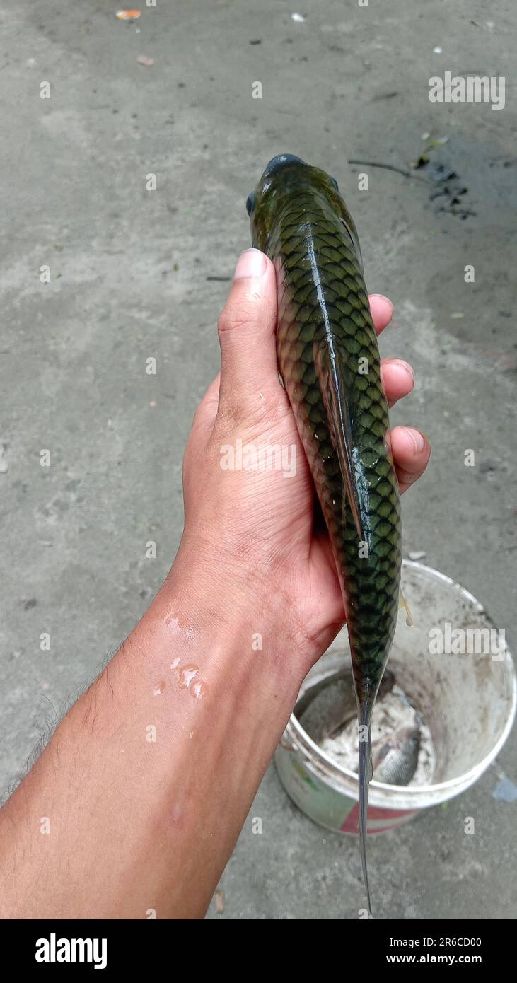 Beautiful putty fish in large size Stock Photo - Alamy