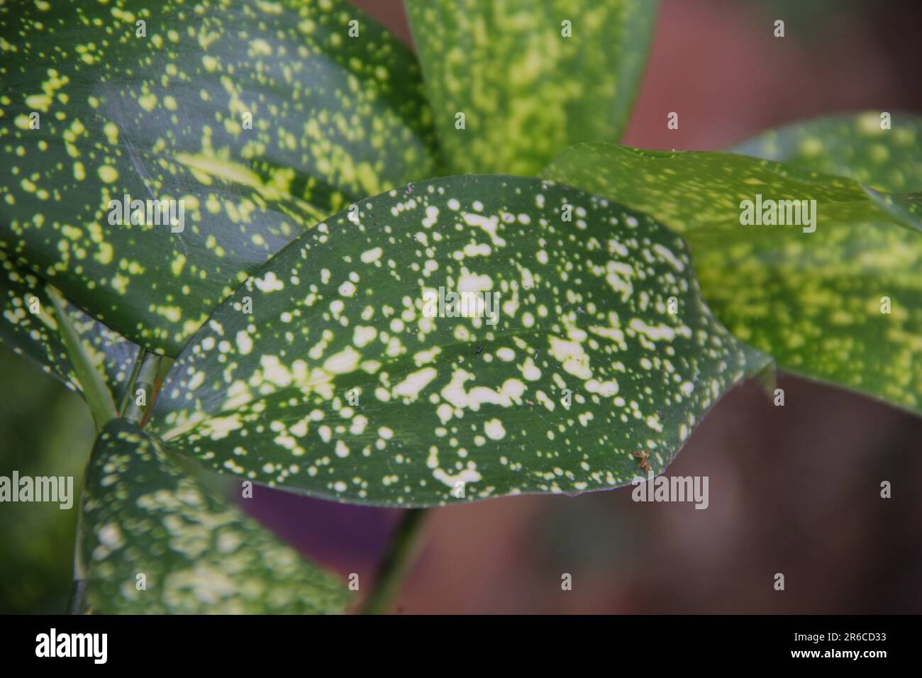 A beautiful macro nature of acuba japonica plant with new growth of ...