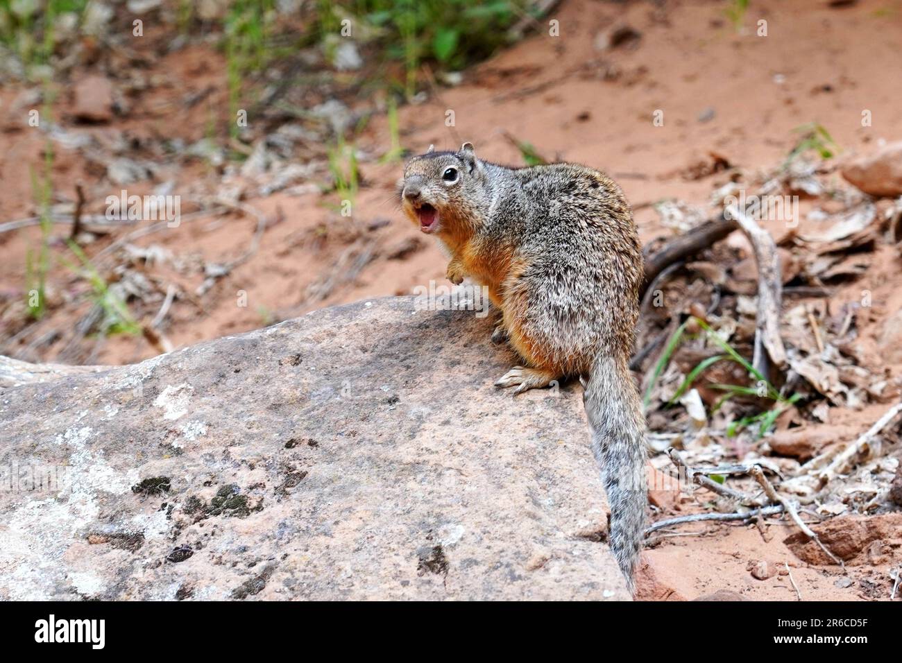 Rock Squirrel in Zion National Park talking to visitors Stock Photo - Alamy