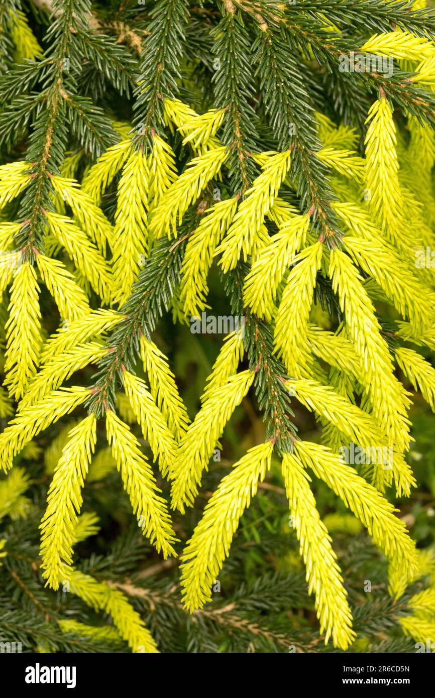 Budding needles hi-res stock photography and images - Alamy