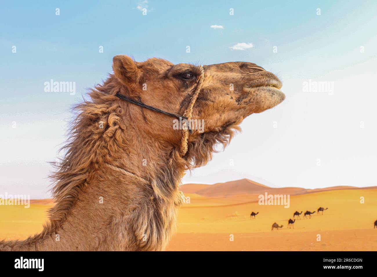 a close-up and detailed camel head and nick in a desert view Stock ...