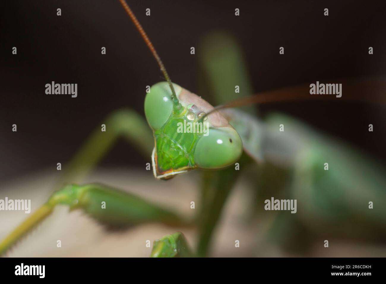 mantis face close-up Stock Photo - Alamy