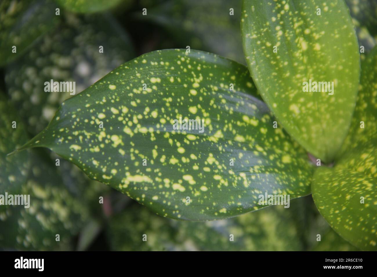 A beautiful macro nature of acuba japonica plant with new growth of ...